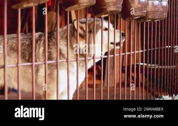 Laika dog barks in the aviary and guards the house. Nice press behind ...