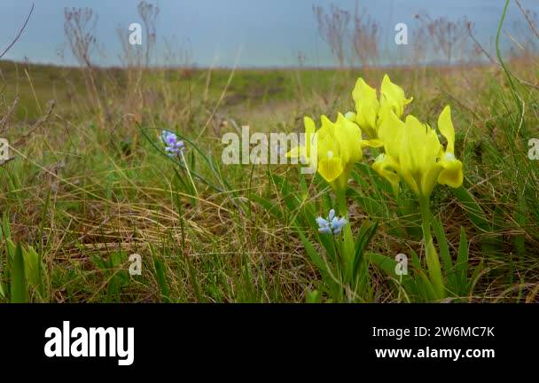 Dwarf book Stock Videos & Footage - HD and 4K Video Clips - Alamy