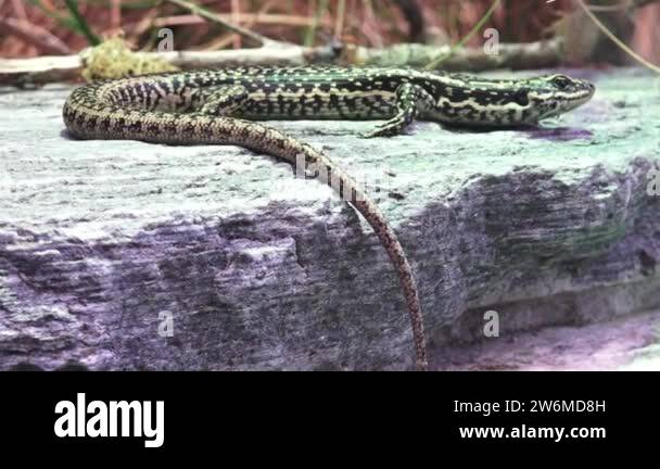 Second largest lizard Stock Videos & Footage - HD and 4K Video Clips ...