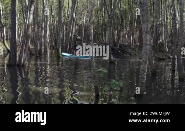 Young guy swimming on a sup board, between trees in a small pond Stock ...