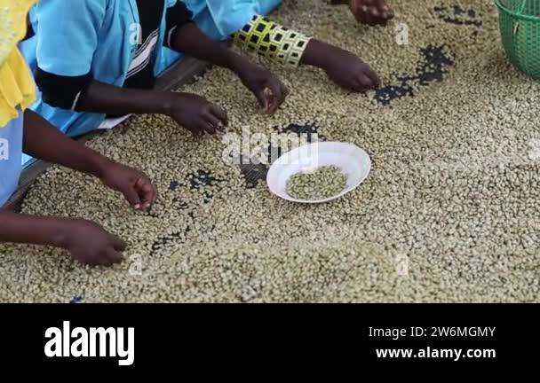 Washed arabica coffee beans Stock Videos & Footage - HD and 4K Video ...