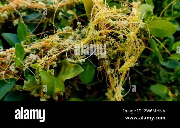 Herbal aushadhi plant Stock Videos & Footage - HD and 4K Video Clips ...