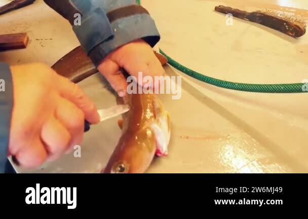 Skin apron Stock Videos & Footage - HD and 4K Video Clips - Alamy
