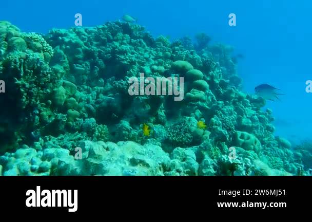Death of coral reefs Stock Videos & Footage - HD and 4K Video Clips - Alamy