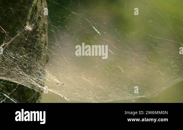 Web gossamer Stock Videos & Footage - HD and 4K Video Clips - Alamy