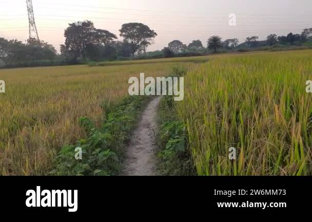 Golden Paddy field at Sunset time. Paddy, Organic Agriculture, Ears Of ...