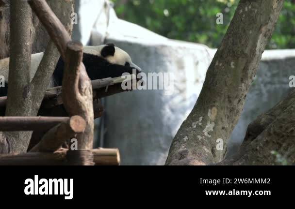 Lazy Giant Panda Ailuropoda melanoleuca stretched arms, put head on ...