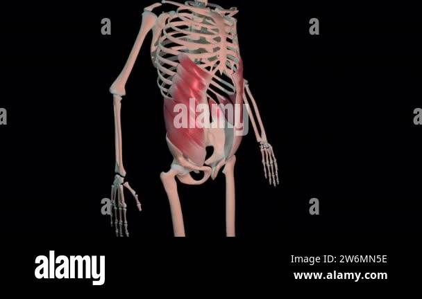 This 3d animation shows the external obliquus abdominis muscles in full ...