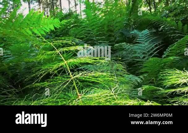 Air ferns Stock Videos & Footage - HD and 4K Video Clips - Alamy
