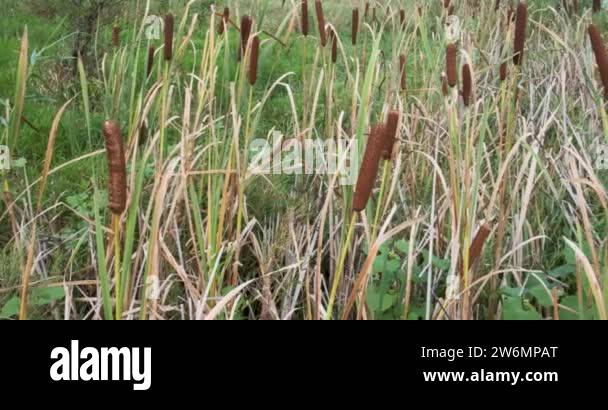 Cattail (Typha latifolia) also known as Bulrush. Bulrush plants on the ...