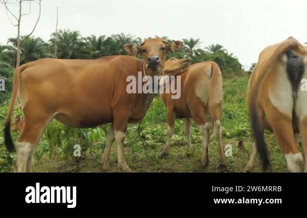 Cow on beef farm Stock Videos & Footage - HD and 4K Video Clips - Alamy