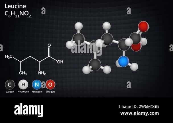 Leucine (symbol Leu or L) is an essential amino acid that is used in ...