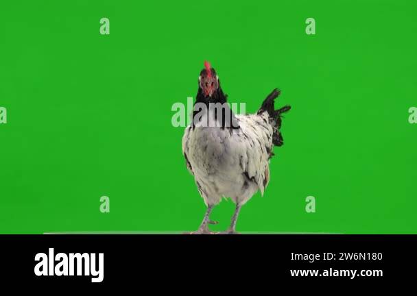 black and white a chicken stands and walks on a green screen, studio ...