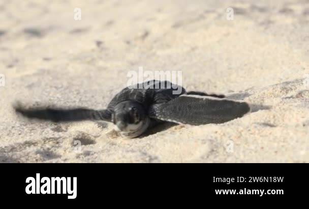 Baby sea turtles crawling to water Stock Videos & Footage - HD and 4K ...