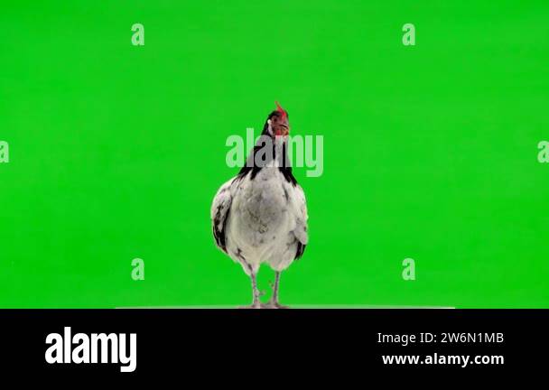 black and white a chicken stands and walks on a green screen, studio ...