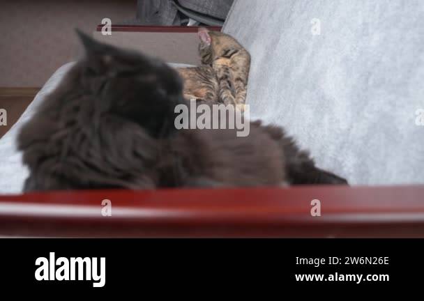 Two cats are sitting side by side, one is a small tabby cat and the ...
