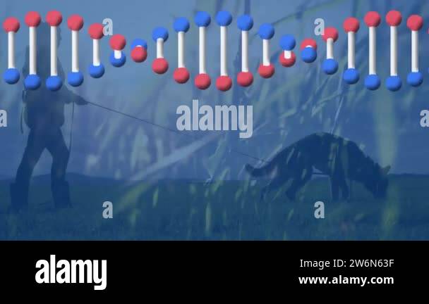 Animation of dna strand spinning over woman with dog in landscape ...