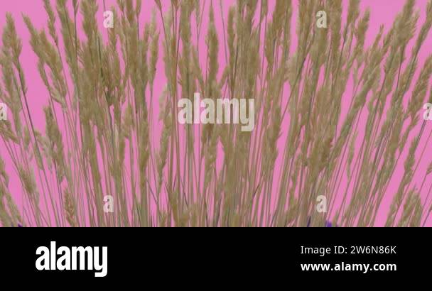 Windgrass Stock Videos & Footage - HD and 4K Video Clips - Alamy