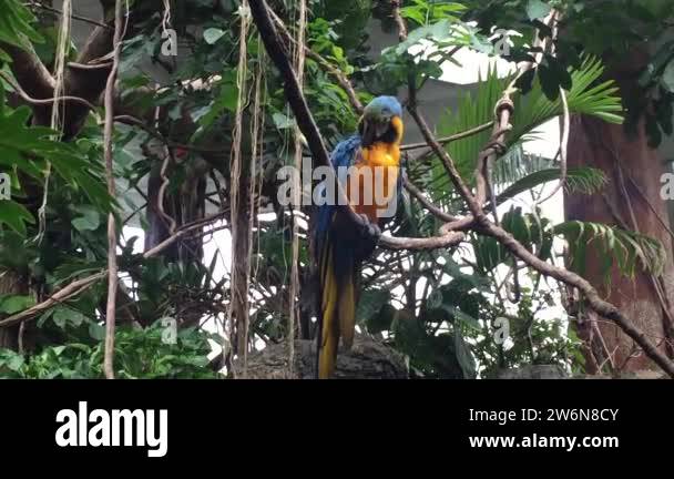 Macaw parrot bird in tree close up, Macaws are tropical parrots of ...