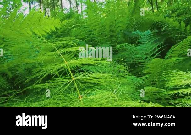 Ferns of the lower tier of the forest. Ferns sway in the wind ...