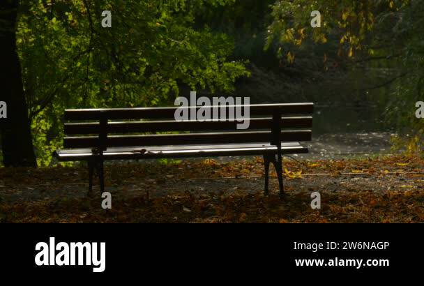 Banch of leaves Stock Videos & Footage - HD and 4K Video Clips - Alamy