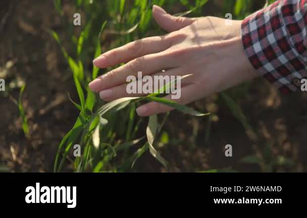 Farmers hand touches wheat sprouts on fertile land. Environmental ...