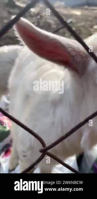 Goat with short horns, white goat on head and neck, Goat is a mammal ...