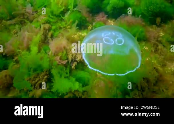 Common jellyfish, moon jellyfish (Aurelia aurita) swims over algae in ...