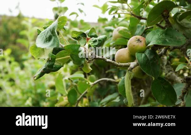 Old english apple tree Stock Videos & Footage - HD and 4K Video Clips ...