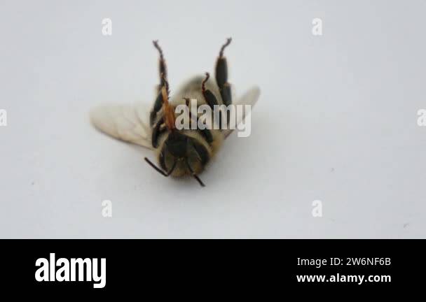 Dead honey bee white Stock Videos & Footage - HD and 4K Video Clips - Alamy