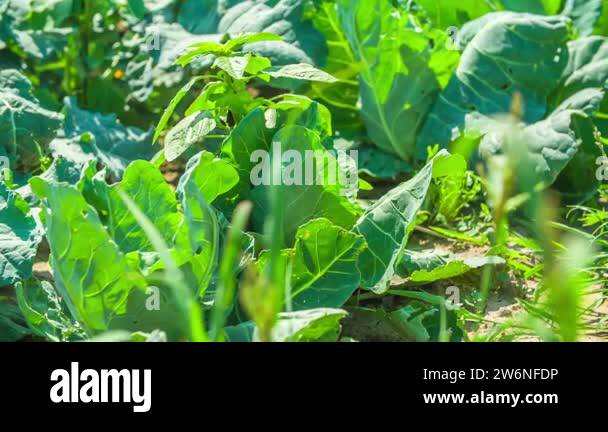 Little cabbage white Stock Videos & Footage - HD and 4K Video Clips - Alamy