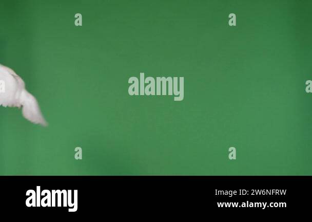 A white dove with beautiful plumage and a fluffy tail flies in the ...