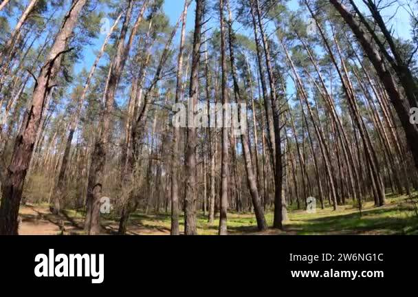 Walking through the forest with pine trees during the day POV, slow motion Stock Video Footage ...