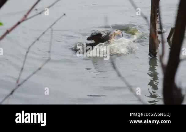 Rare scene of of giant lizard reptile mating in water of the forest ...