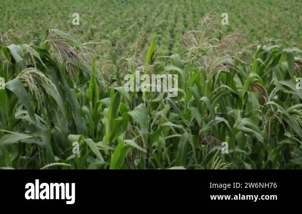 Farming corn inca Stock Videos & Footage - HD and 4K Video Clips - Alamy