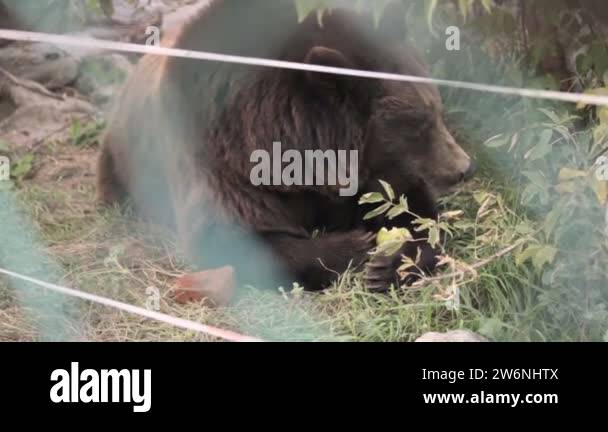 Common bear zoo Stock Videos & Footage - HD and 4K Video Clips - Alamy