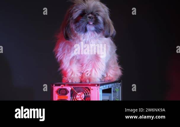 Puppy furry Stock Videos & Footage - HD and 4K Video Clips - Alamy
