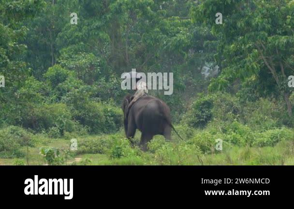 Man riding elephant in nature Stock Videos & Footage - HD and 4K Video ...