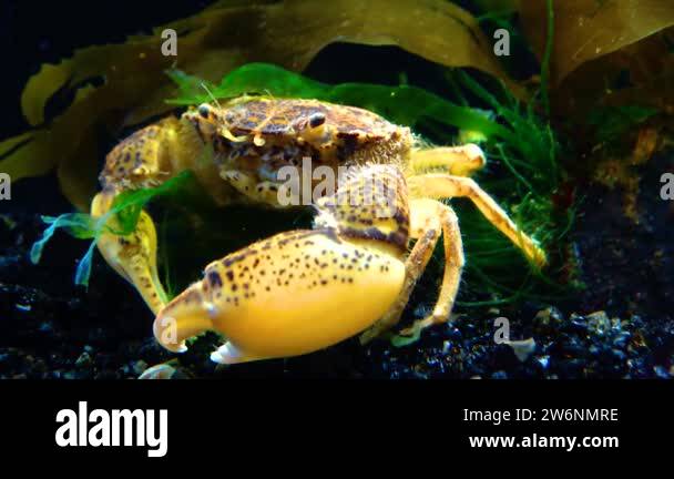 Black Sea, Invasive crab, invader Rhithropanopeus harrisii (Zuiderzee ...