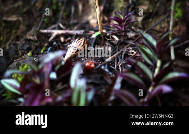 Snail forms Stock Videos & Footage - HD and 4K Video Clips - Alamy