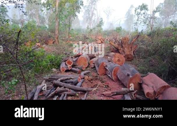 India farm deforestation Stock Videos & Footage - HD and 4K Video Clips ...