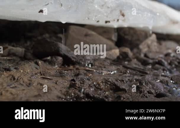 melting ice on the riverbank. drops falling on the muddy shore. dead ...