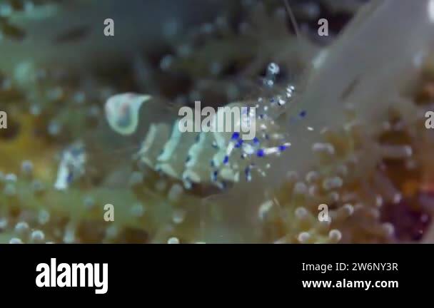 White striped glass shrimp cleaner on coral reef on underwater seabed ...