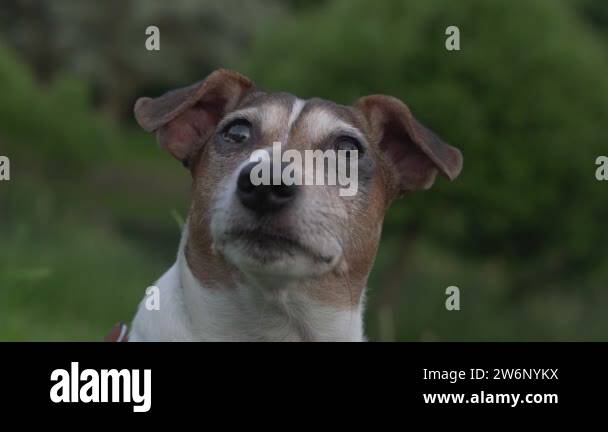 Funny dog jack russell terrier Stock Videos & Footage - HD and 4K Video ...
