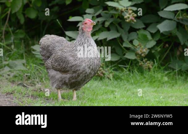 Chicken sized bird Stock Videos & Footage - HD and 4K Video Clips - Alamy