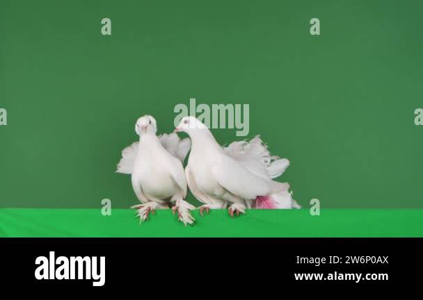 Two adorable white doves with beautiful plumage sit next to each other ...