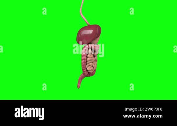 Human digestive system intestines Stock Videos & Footage - HD and 4K ...