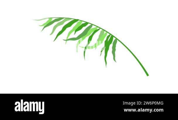 Motion graphic tropical leaf of different green shades on white screen ...