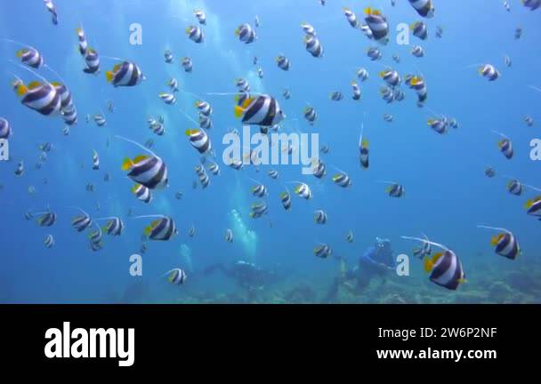 Banner fish. Exciting diving on the reefs of the Maldives archipelago ...