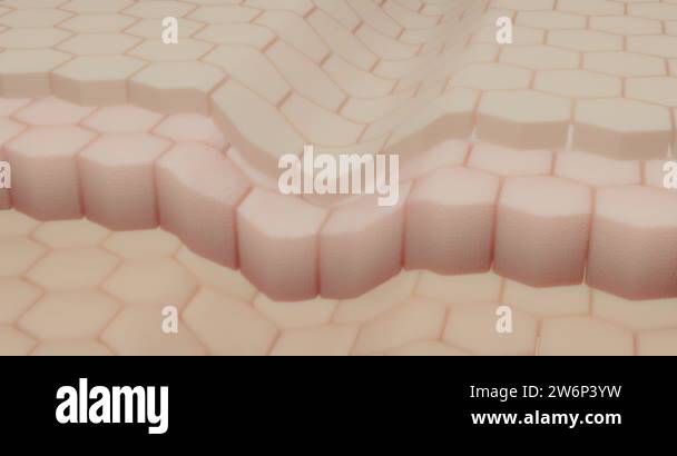 Stylized 3d render animation of the anatomy of the skin layers ...